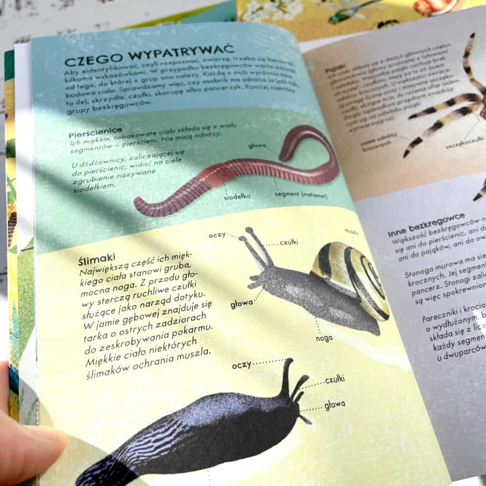Robale. Owady i inne małe stworzenia. Zobacz i rozpoznaj